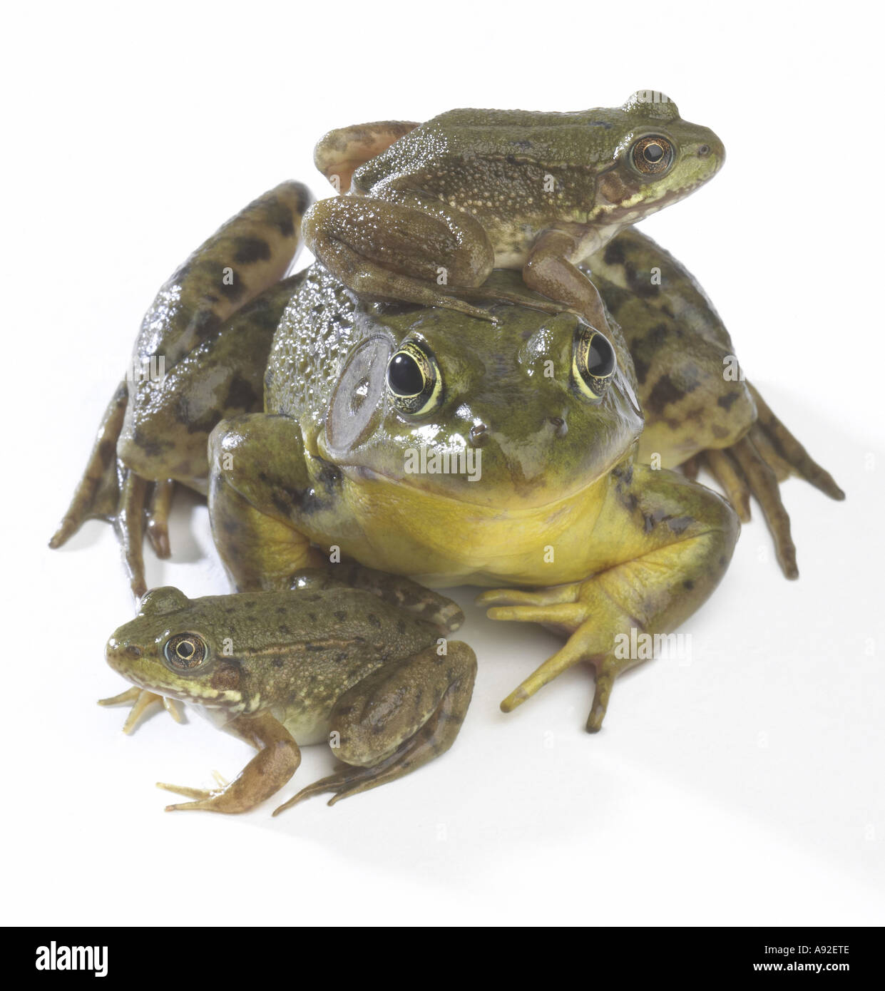 Three young frogs hi-res stock photography and images - Alamy