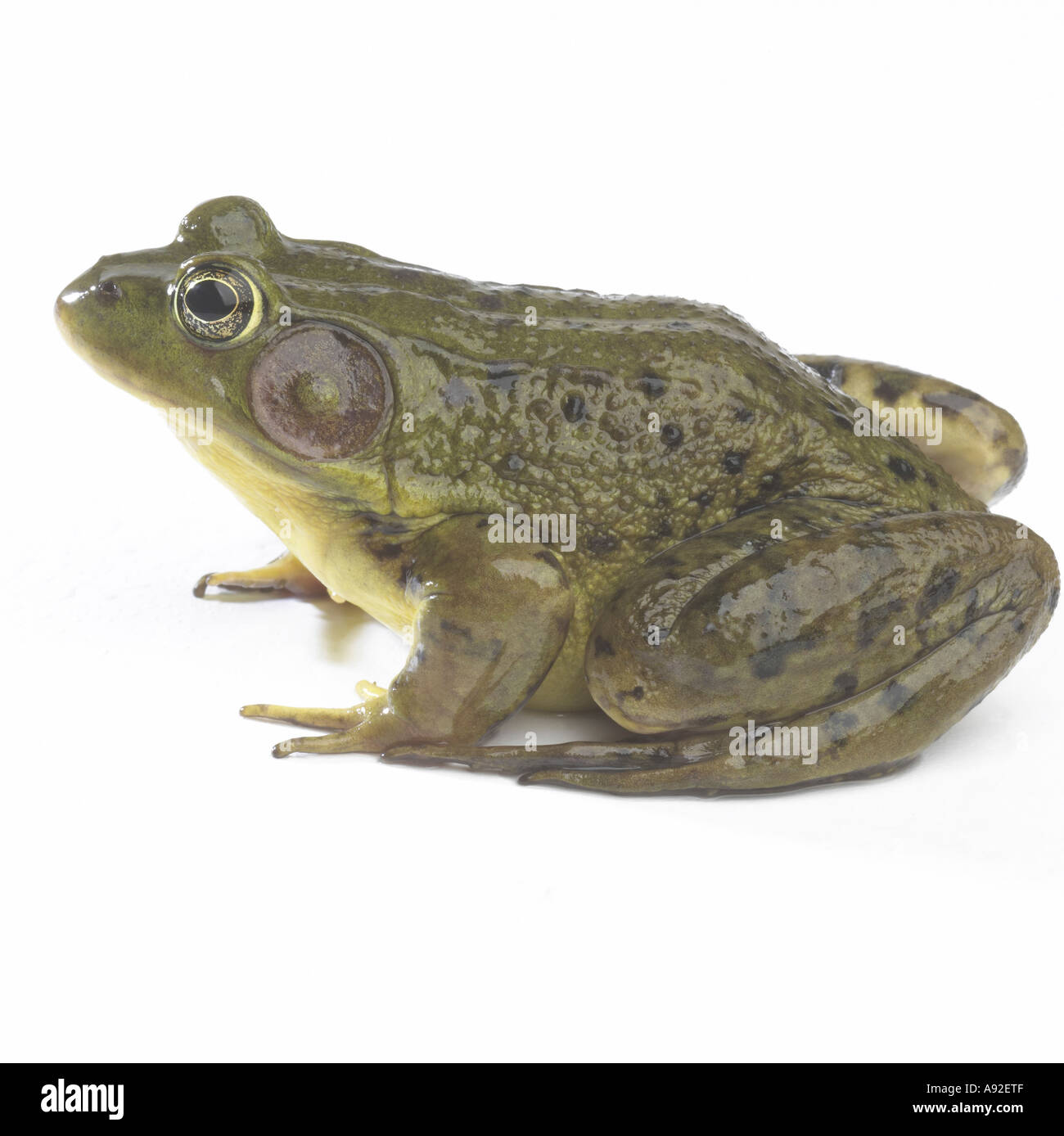 Side profile of a frog Stock Photo - Alamy