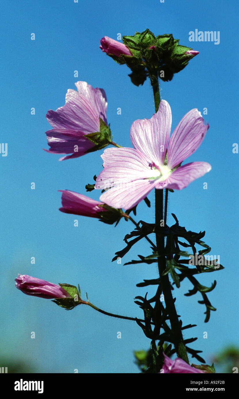 Moschusmalve hi-res stock photography and images - Alamy