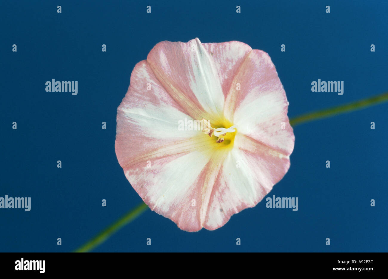 Medicinal plant Blindweed Convolvulus arvensis Stock Photo - Alamy