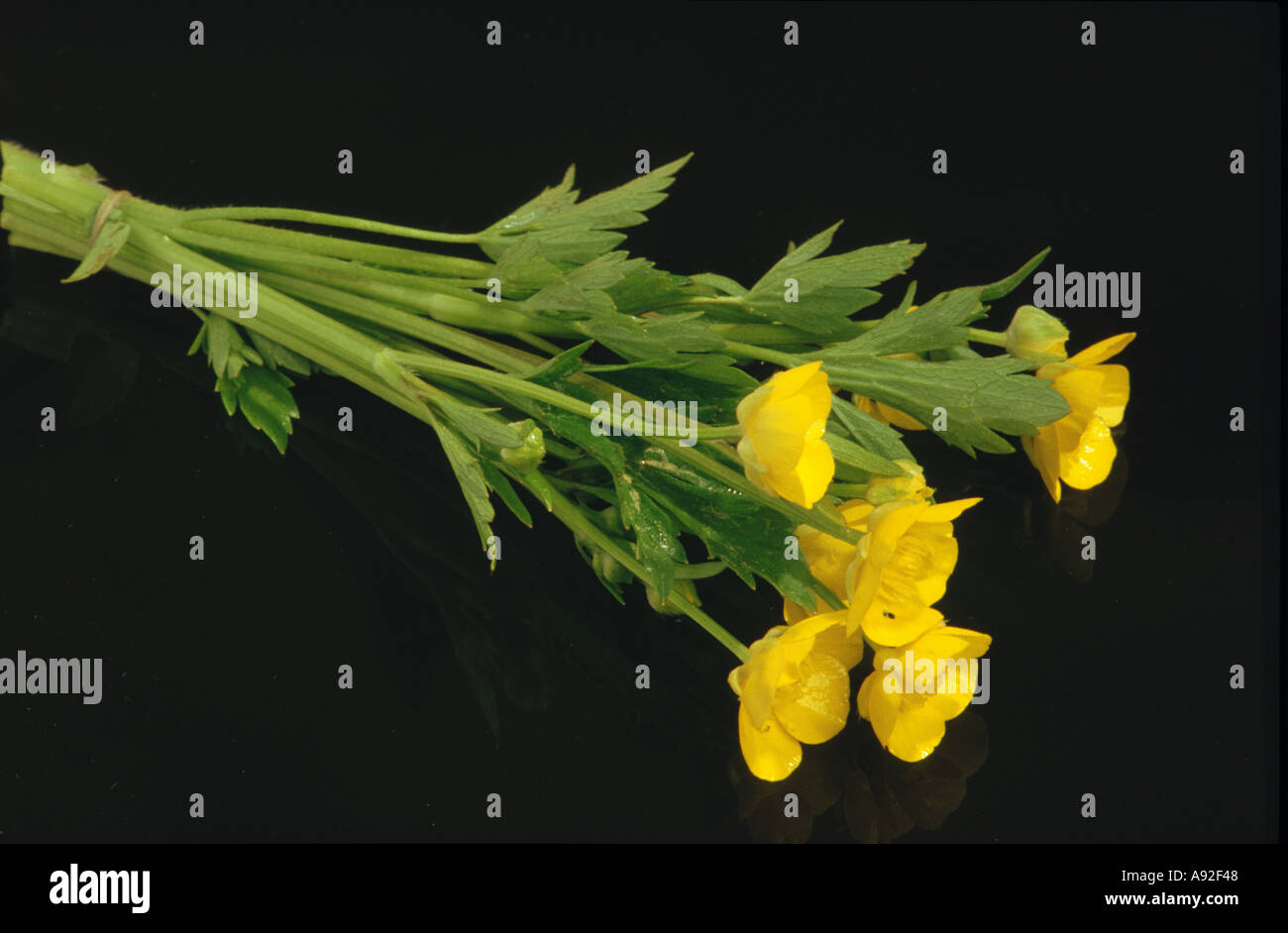 Medicinal plant Buttercup Ranunculus bulbosus knolliger Hahnenfuß Stock ...
