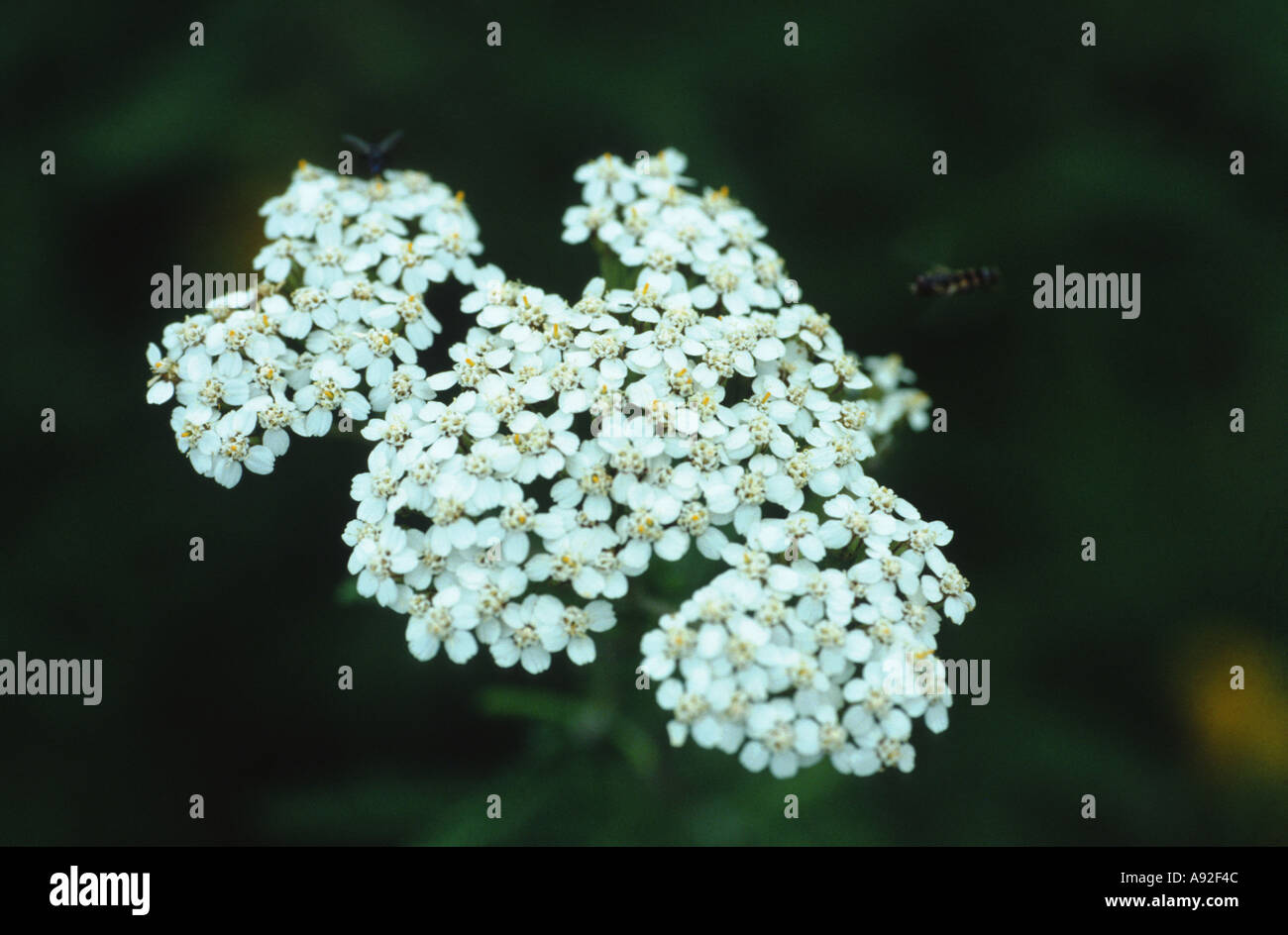 Achillea millefolium, known commonly as yarrow or common yarrow ...