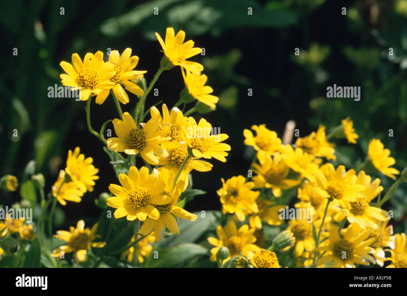 Medicinal plant Arnica Arnica montana Stock Photo - Alamy