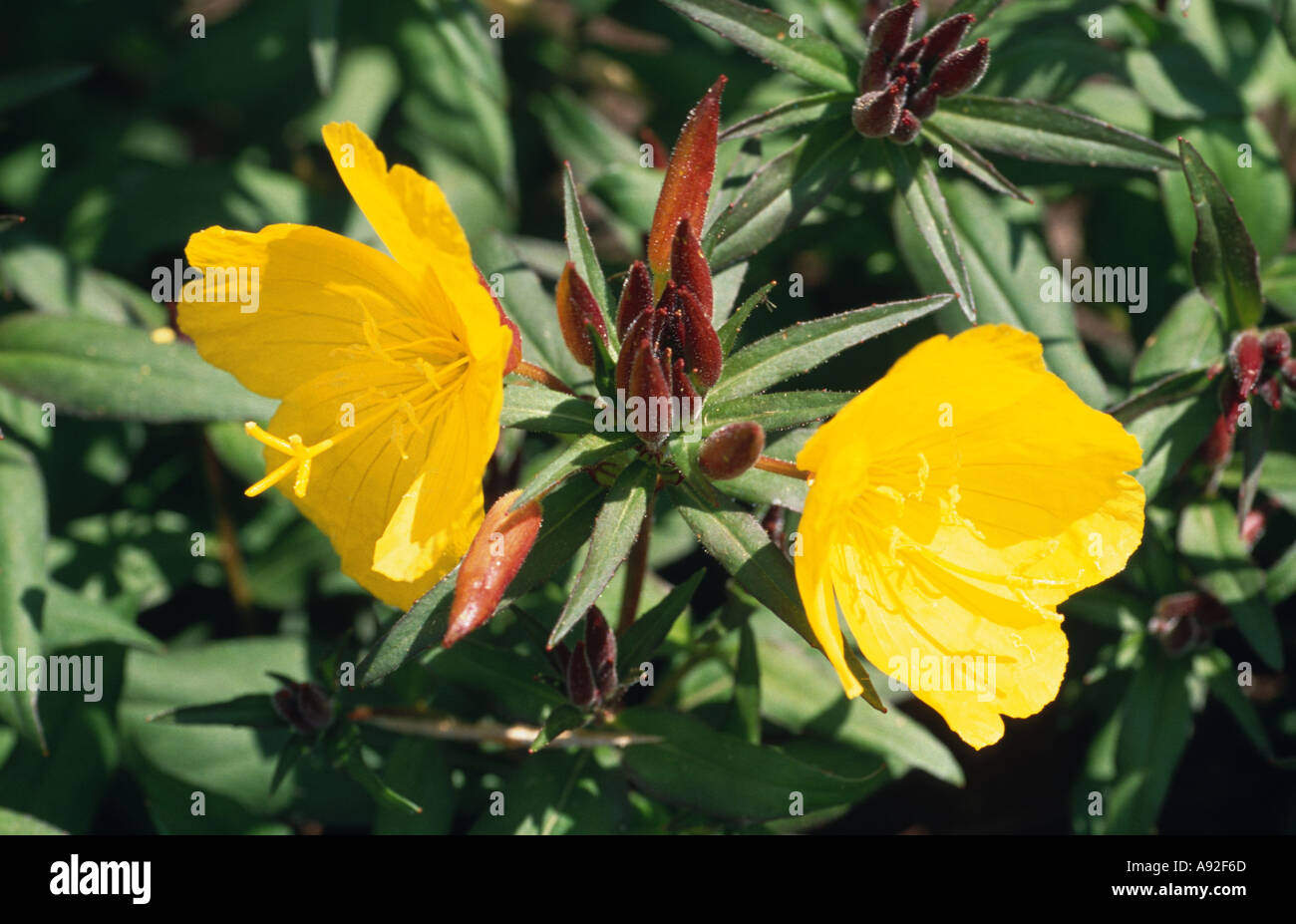Oenothera biennis, Common evening primrose, Evening star Stock Photo ...