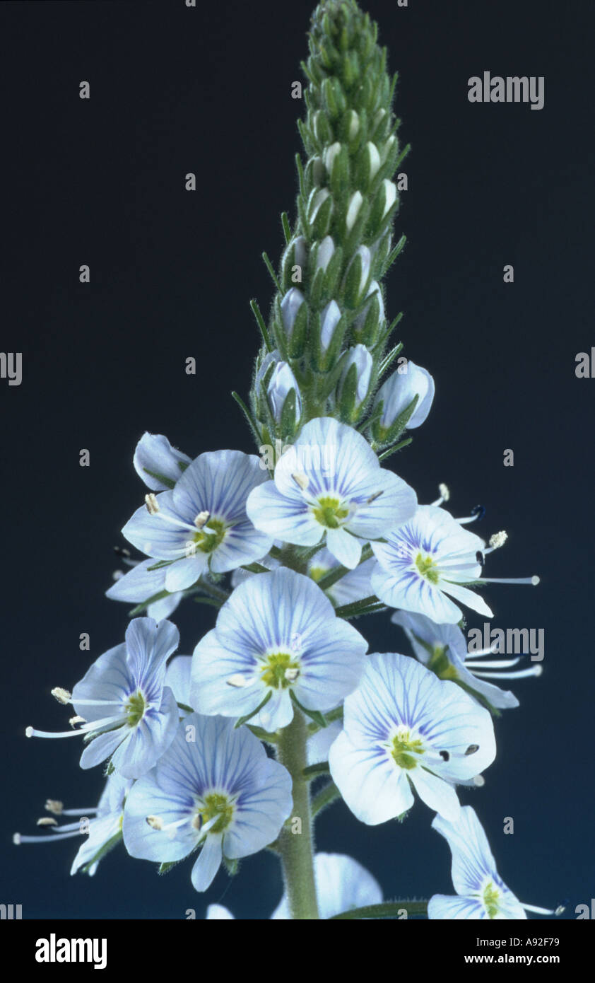 Ehrenpreis hi-res stock photography and images - Alamy