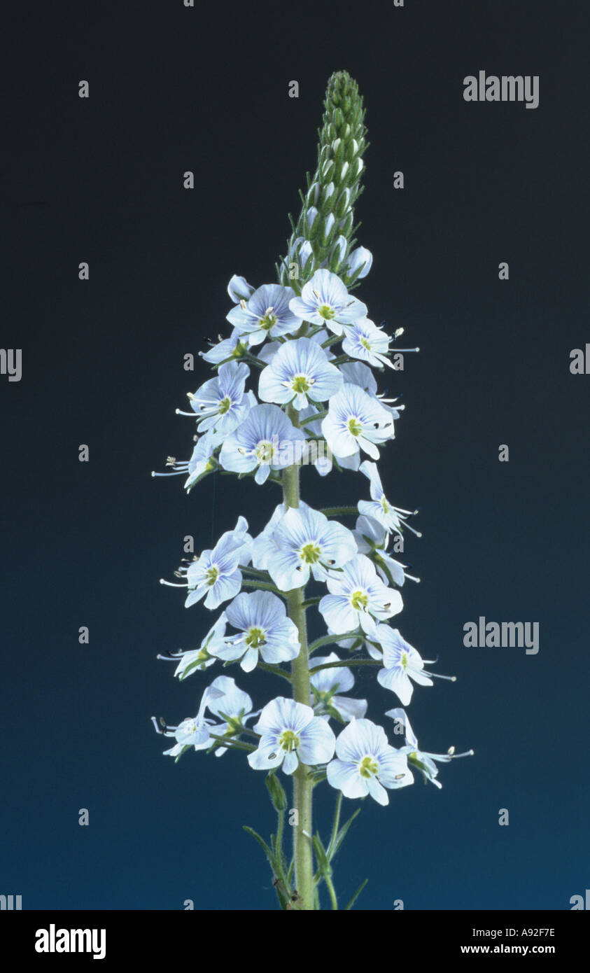 Ehrenpreis hi-res stock photography and images - Alamy