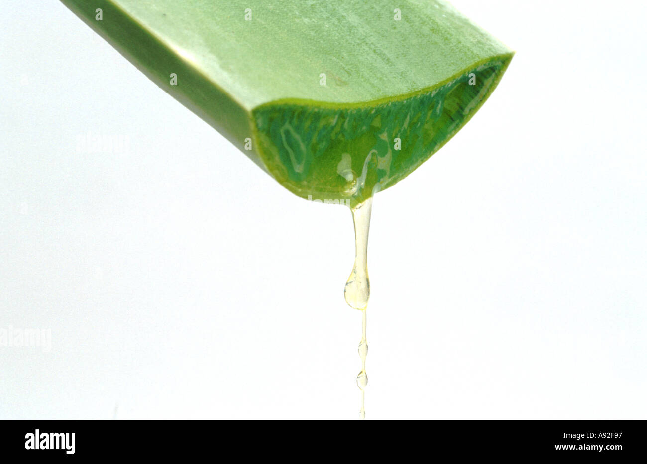 Medicinal plant Aloe Vera single leave fluid coming out Stock Photo - Alamy