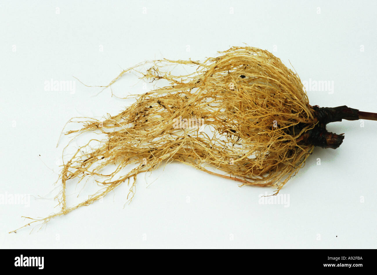 root of the Echinacea medicinal use Stock Photo - Alamy