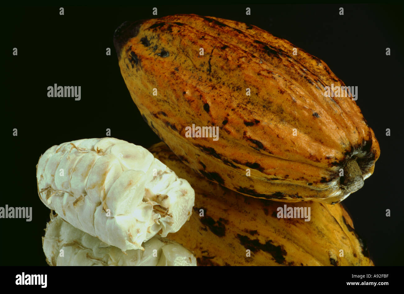 Cacau fruit hi-res stock photography and images - Alamy