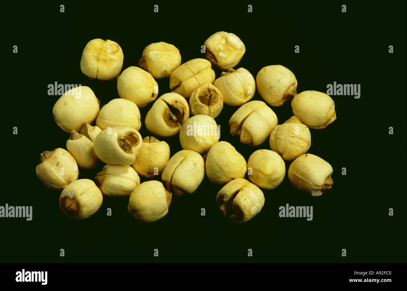 Medicinal plant spice Lotus kernels Nymphaea lotus Stock Photo - Alamy