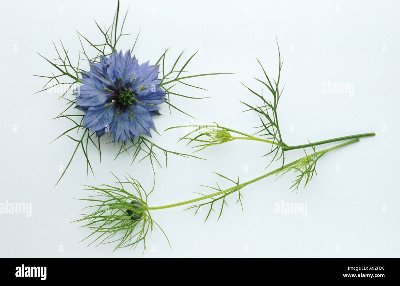 Blossom of Nigella sativa Blackseed Black Cumin love in the mist Spice ...