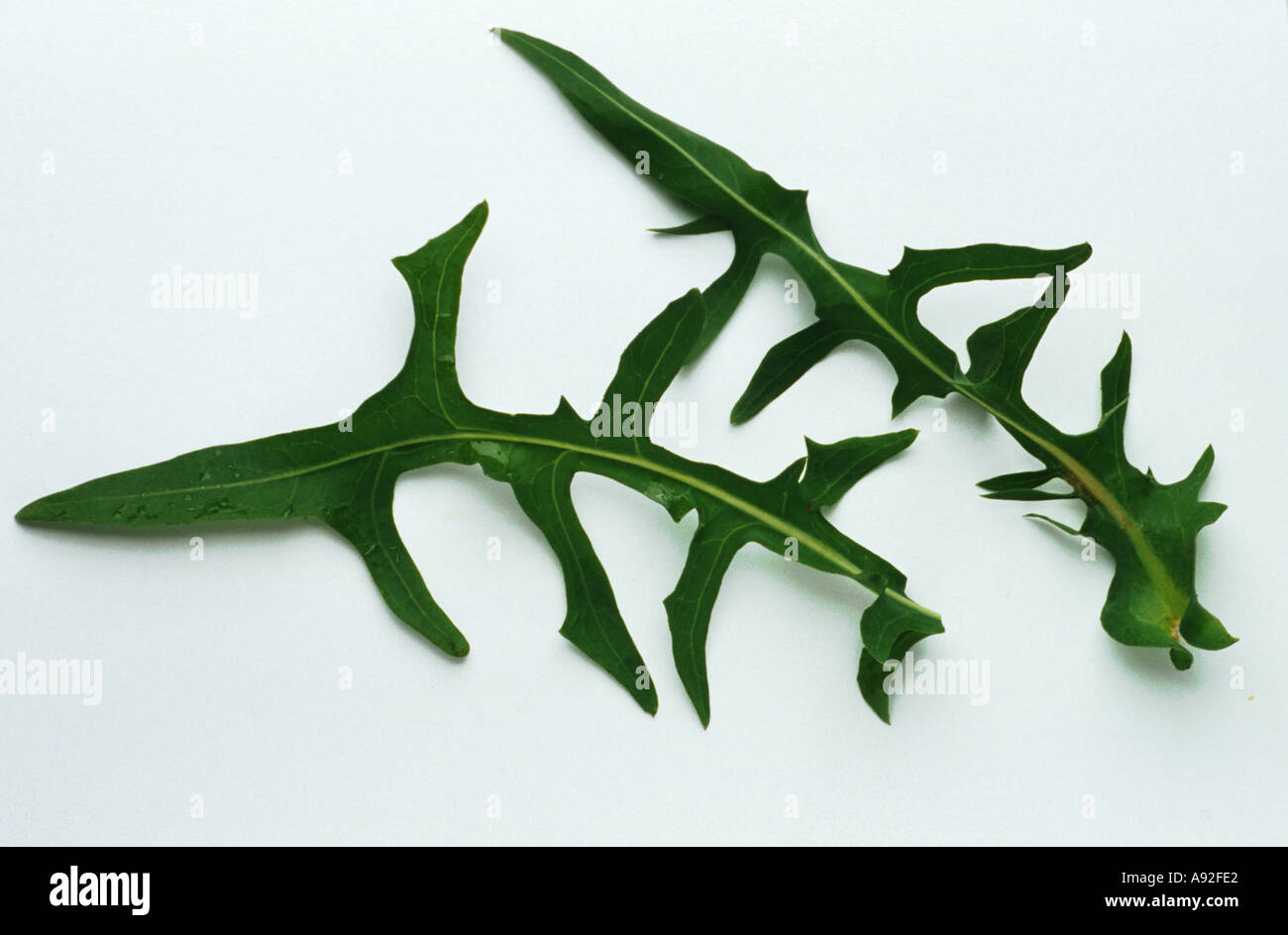 Leaves of wild chicory chichorium intybus wildplant and medicinal plant ...