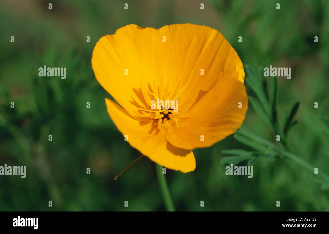 Mohn mohn mohn mohn mohn mohn hi-res stock photography and images - Alamy