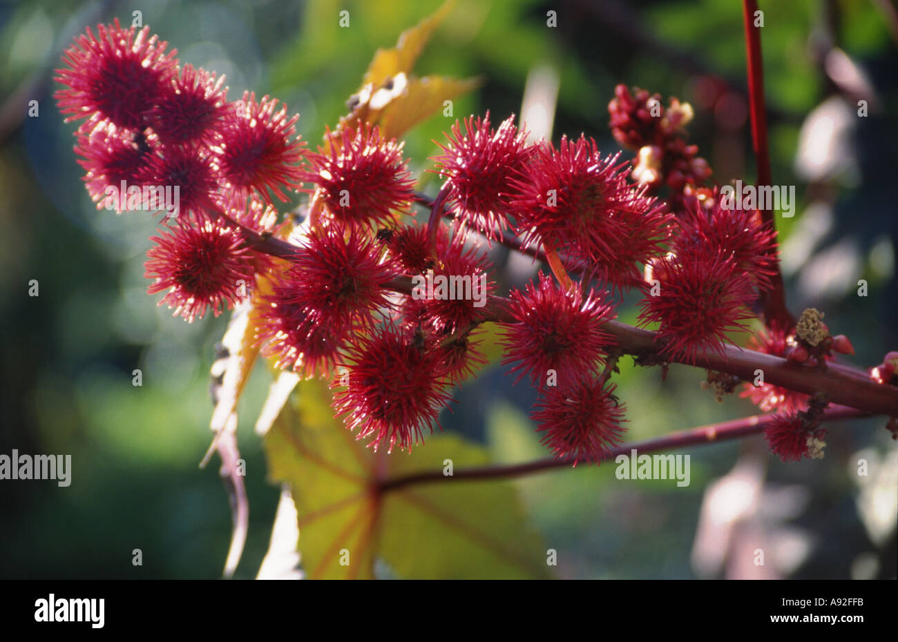 Medicinal plant Rizinus communis Rhizinus blossoms of the castor bean ...