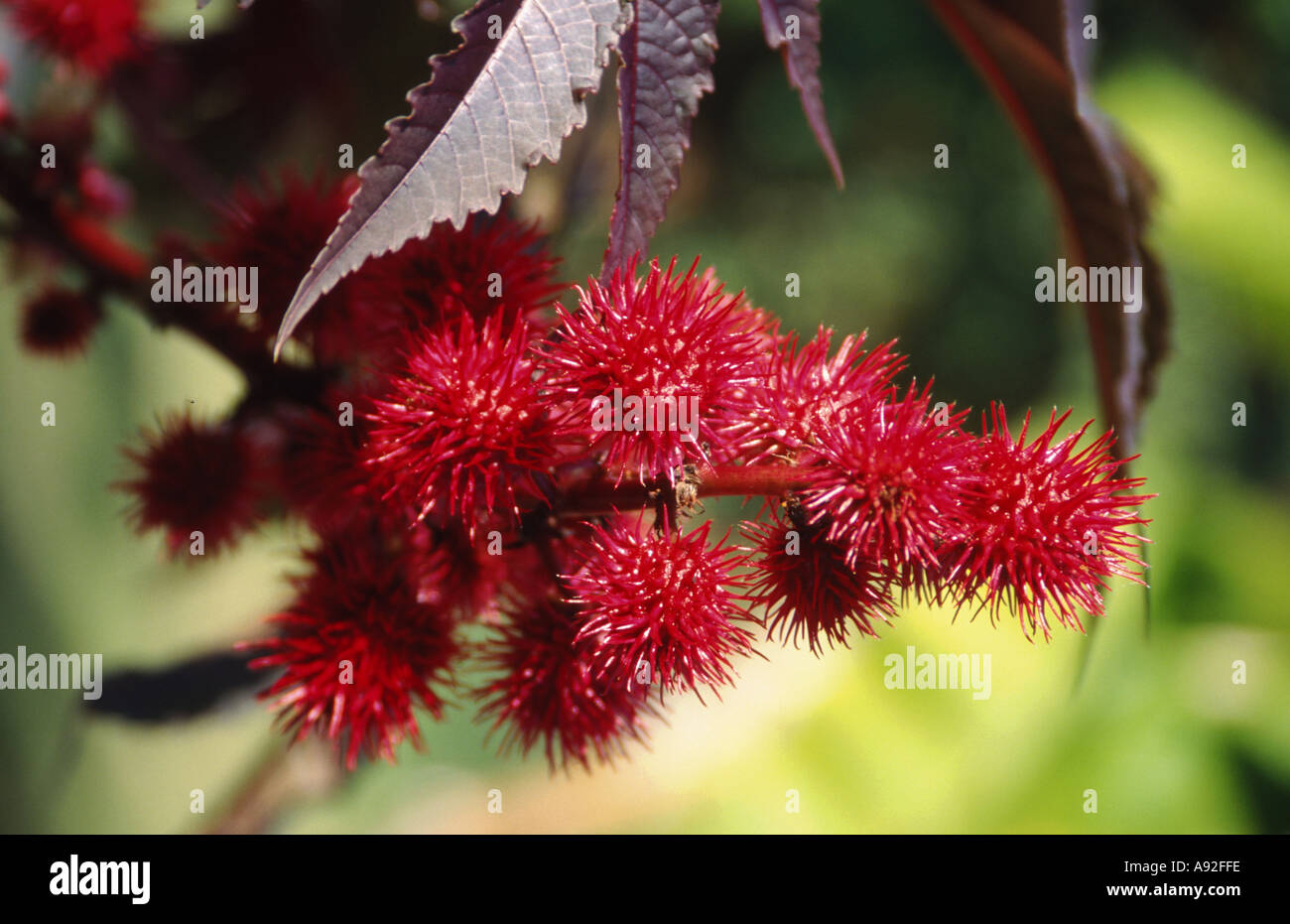 Medicinal plant Rizinus communis Rhizinus blossoms of the castor bean ...