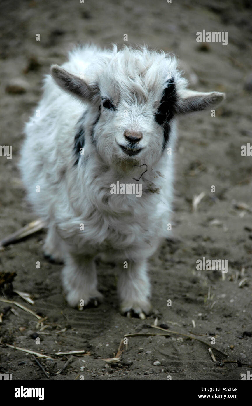 Small wooly young goat Meta Nar-Phu Annapurna Region Nepal Stock Photo ...