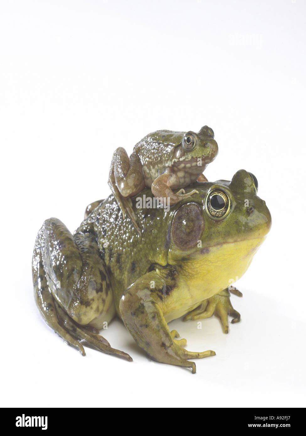 Frog sitting on the back of another frog Stock Photo - Alamy