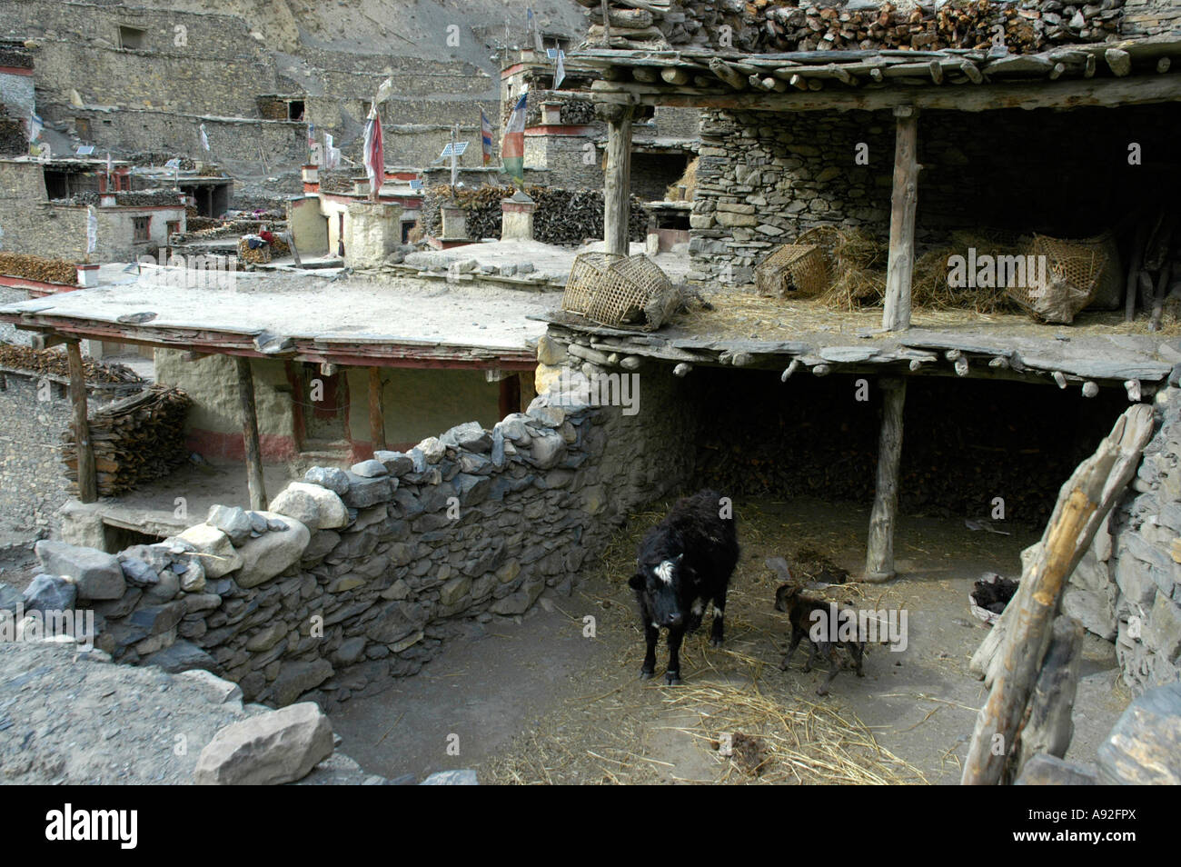 Cattle court hi-res stock photography and images - Alamy