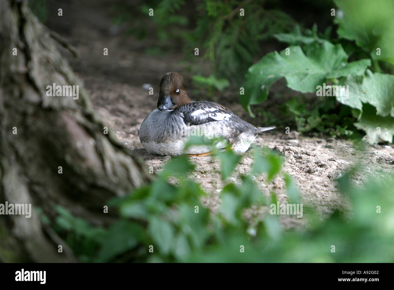 Disc052 hi-res stock photography and images - Alamy