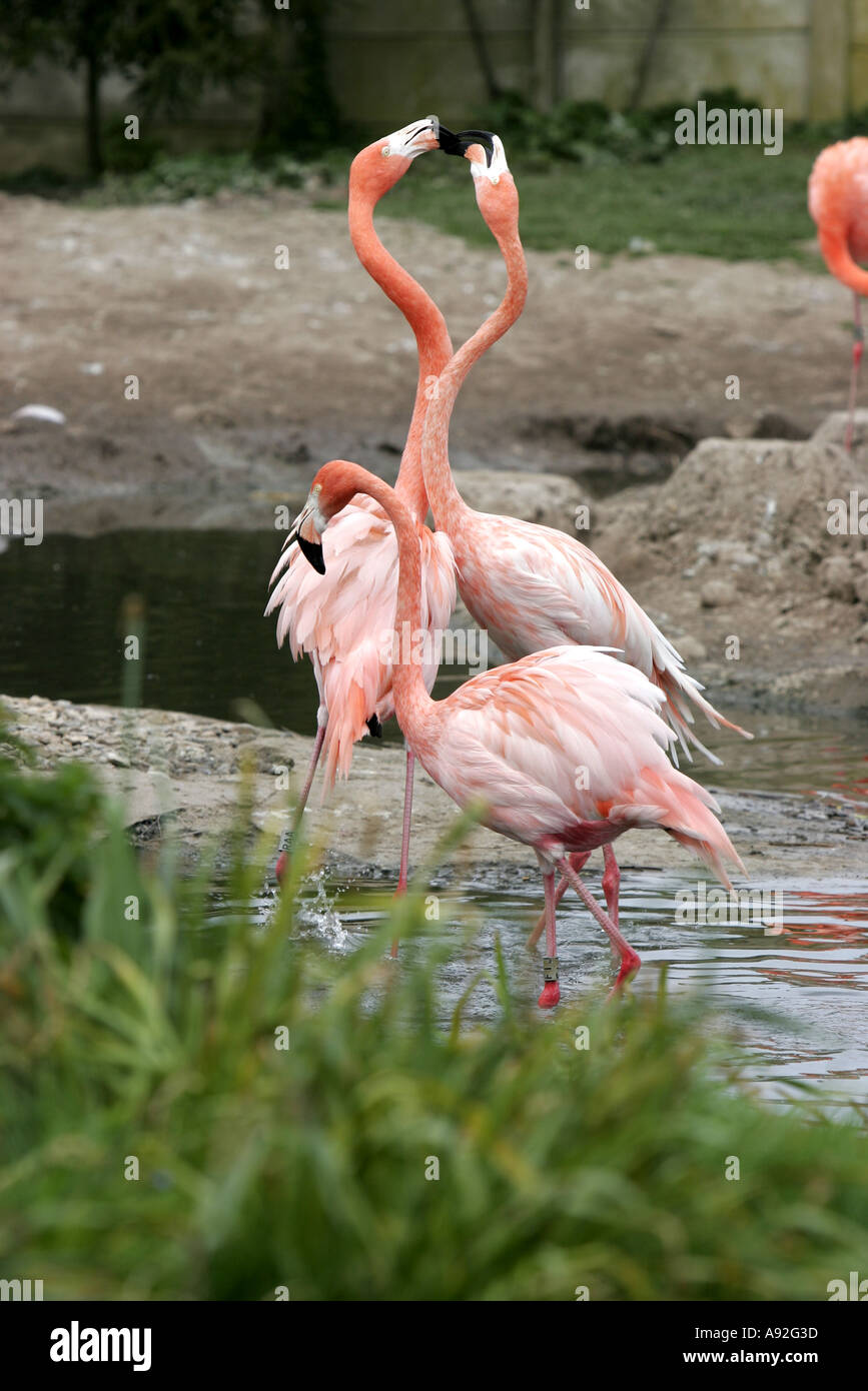 Flamingo pair bonding hi-res stock photography and images - Alamy