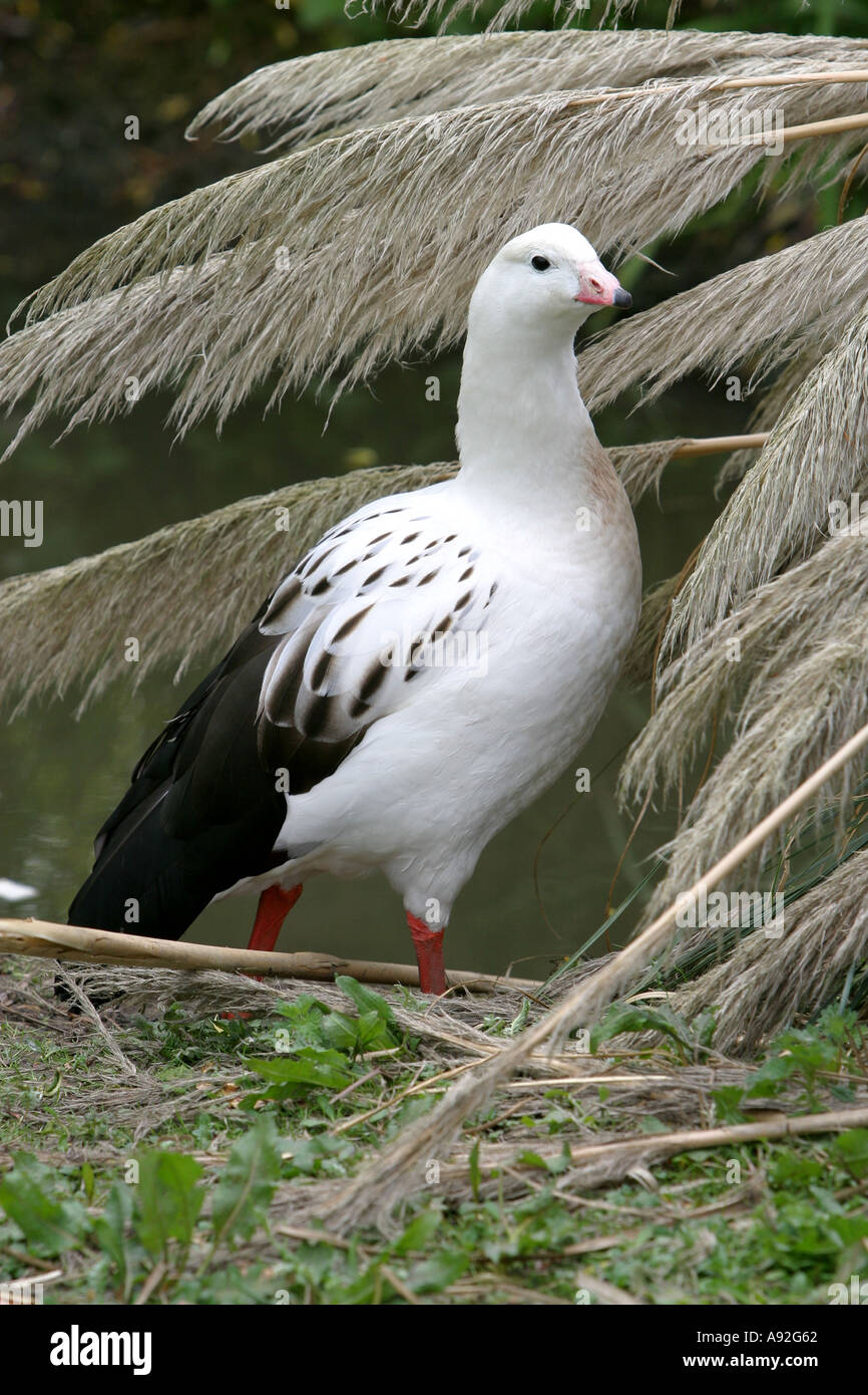 Nesting snow goose Stock Photo - Alamy