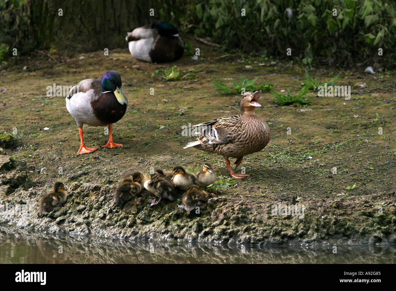 Mallard ducks photographs hi-res stock photography and images - Alamy