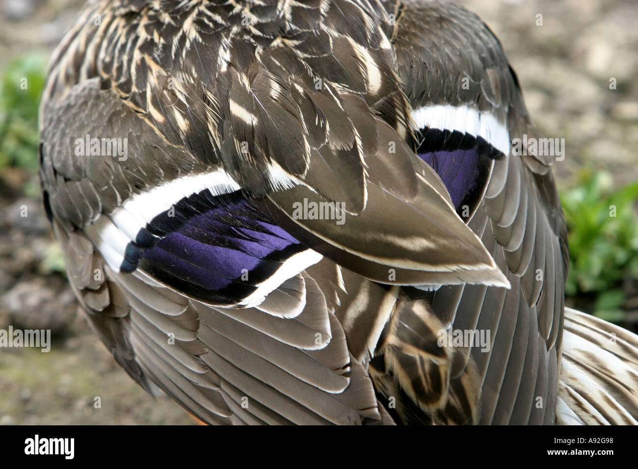 Mallard back hi-res stock photography and images - Alamy