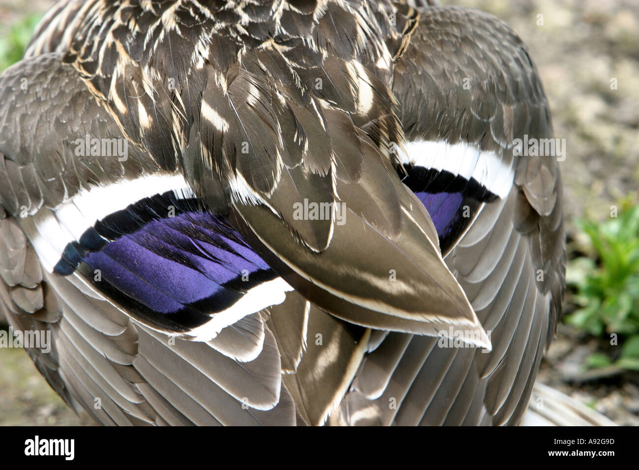 Female mallard preening and displaying distinctive eye like wing ...