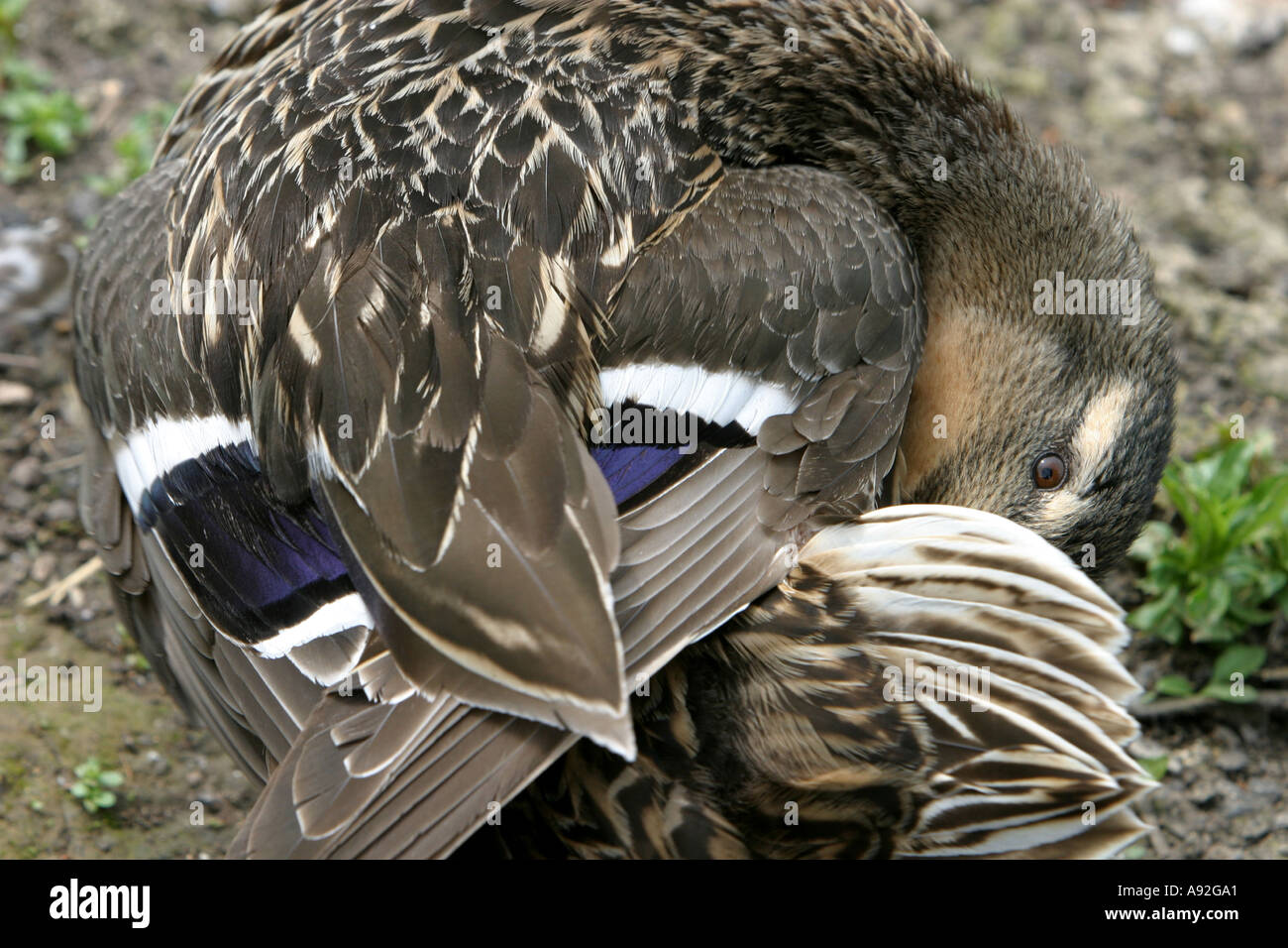 Female mallard preening and displaying distinctive eye like wing ...