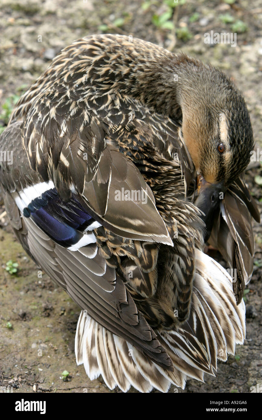 Female mallard preening and displaying distinctive eye like wing ...