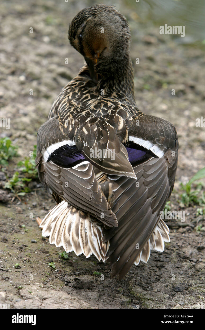 Female mallard preening and displaying distinctive eye like wing ...