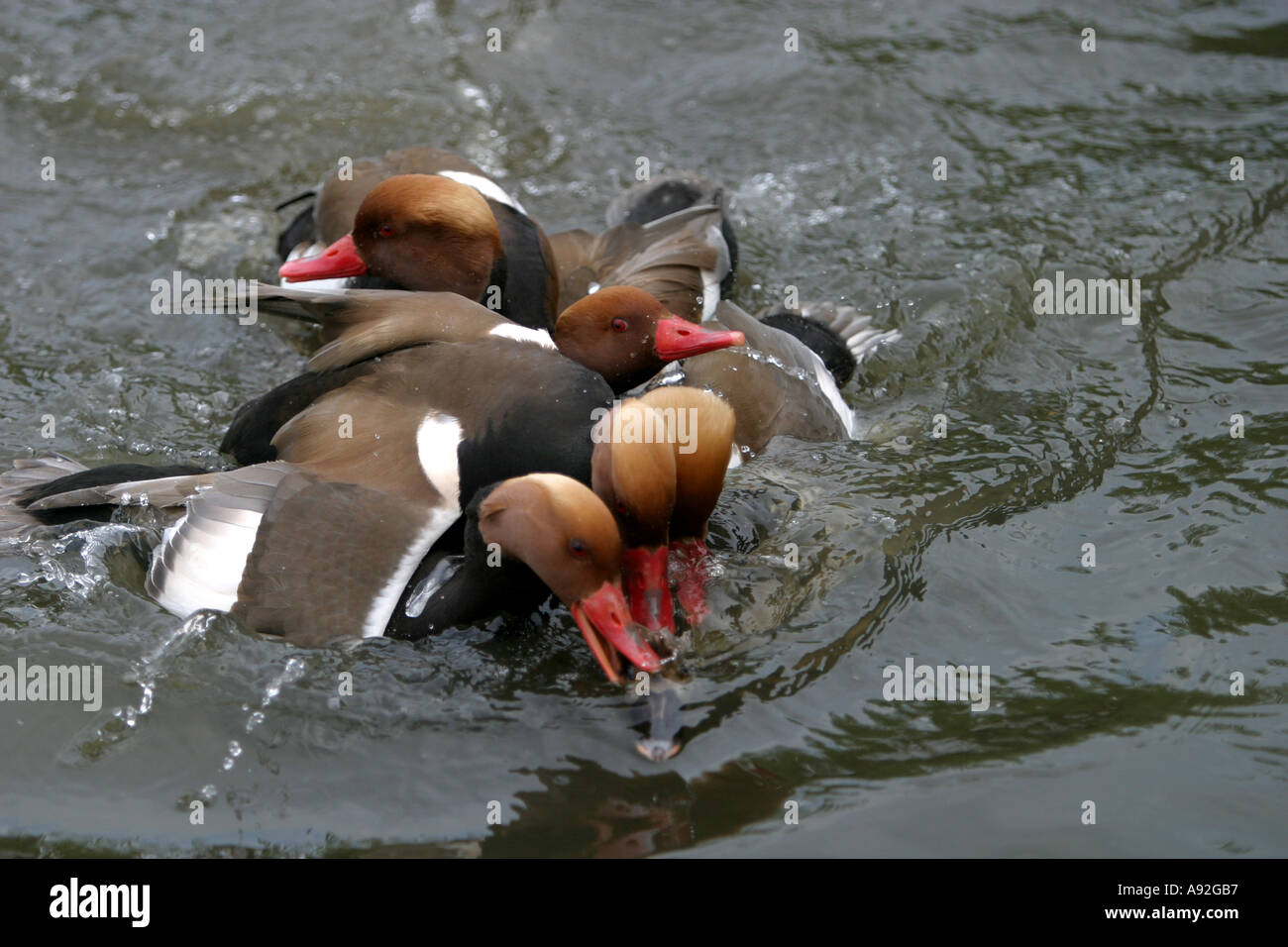 Gang of male ducks attempting to mate with unwilling female victim ...