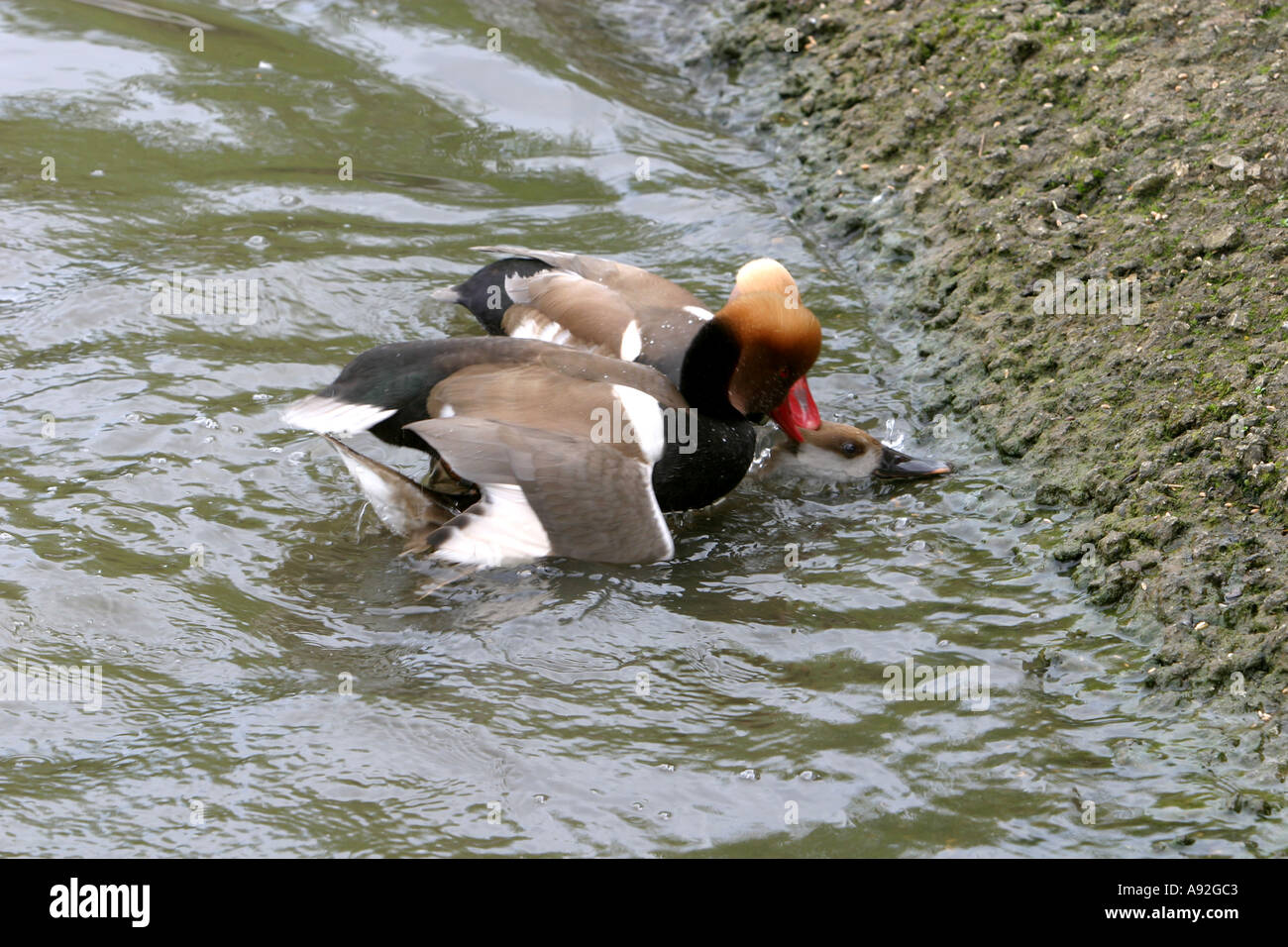 Gang bang hi-res stock photography and images - Alamy