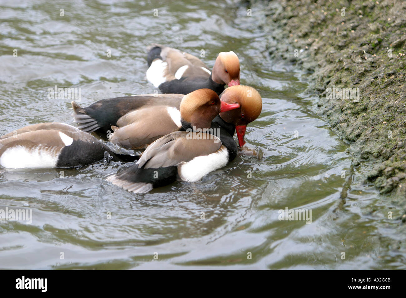 Gang of male ducks attempting to mate with unwilling female victim ...