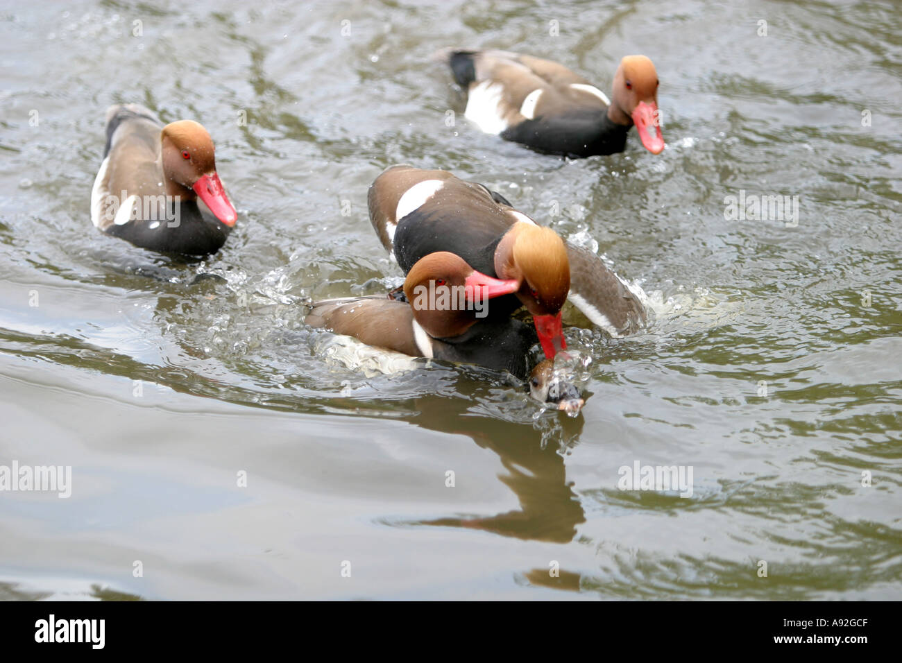 Gang bang hi-res stock photography and images - Alamy