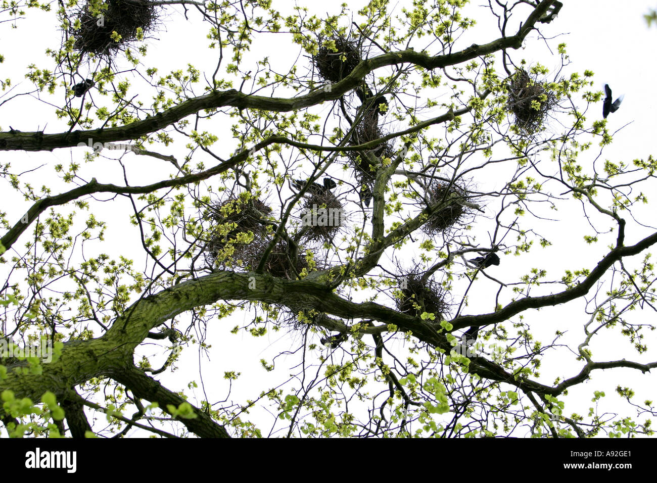 Disc052 hi-res stock photography and images - Alamy