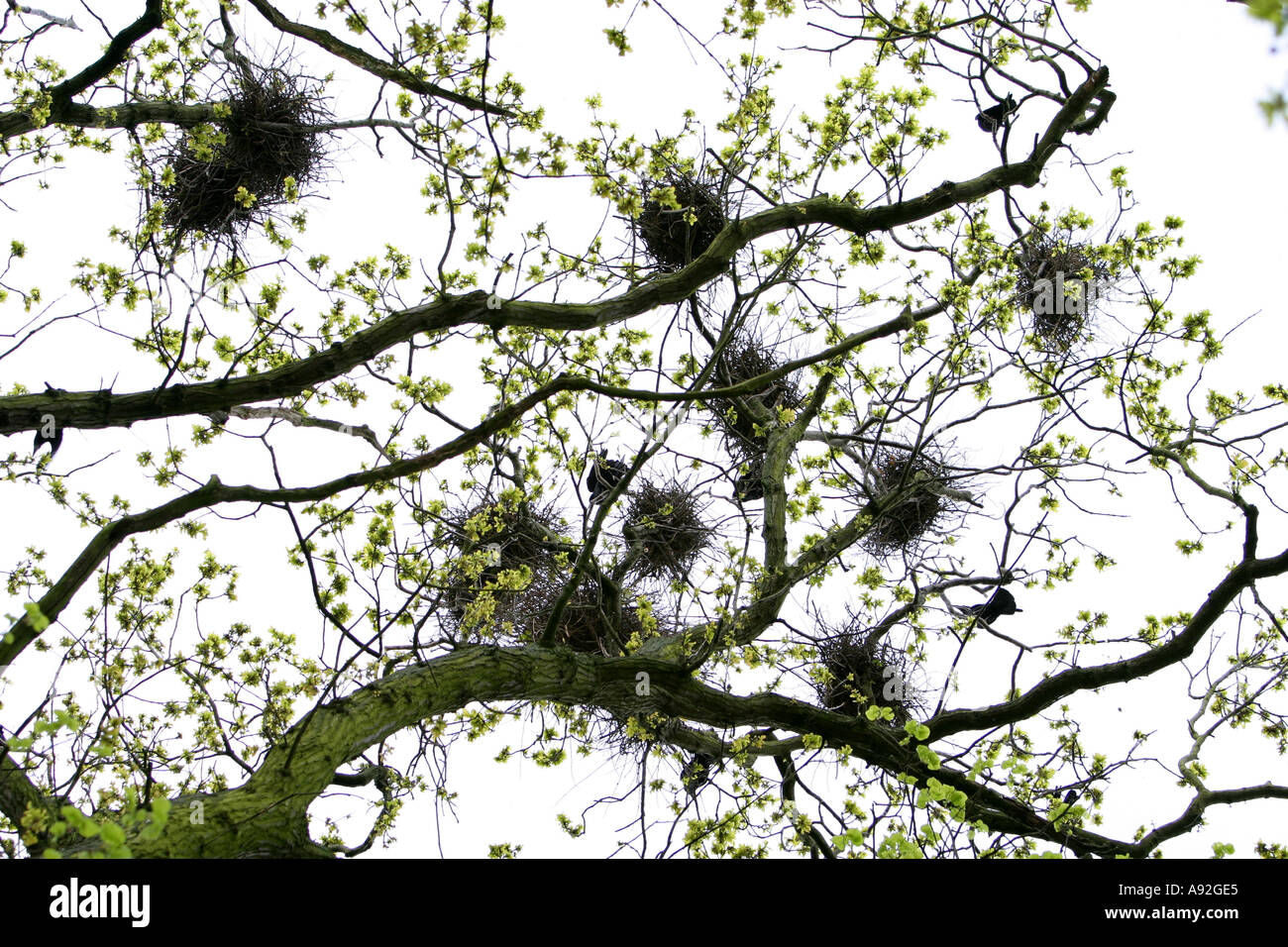 Rookery habitat hi-res stock photography and images - Alamy