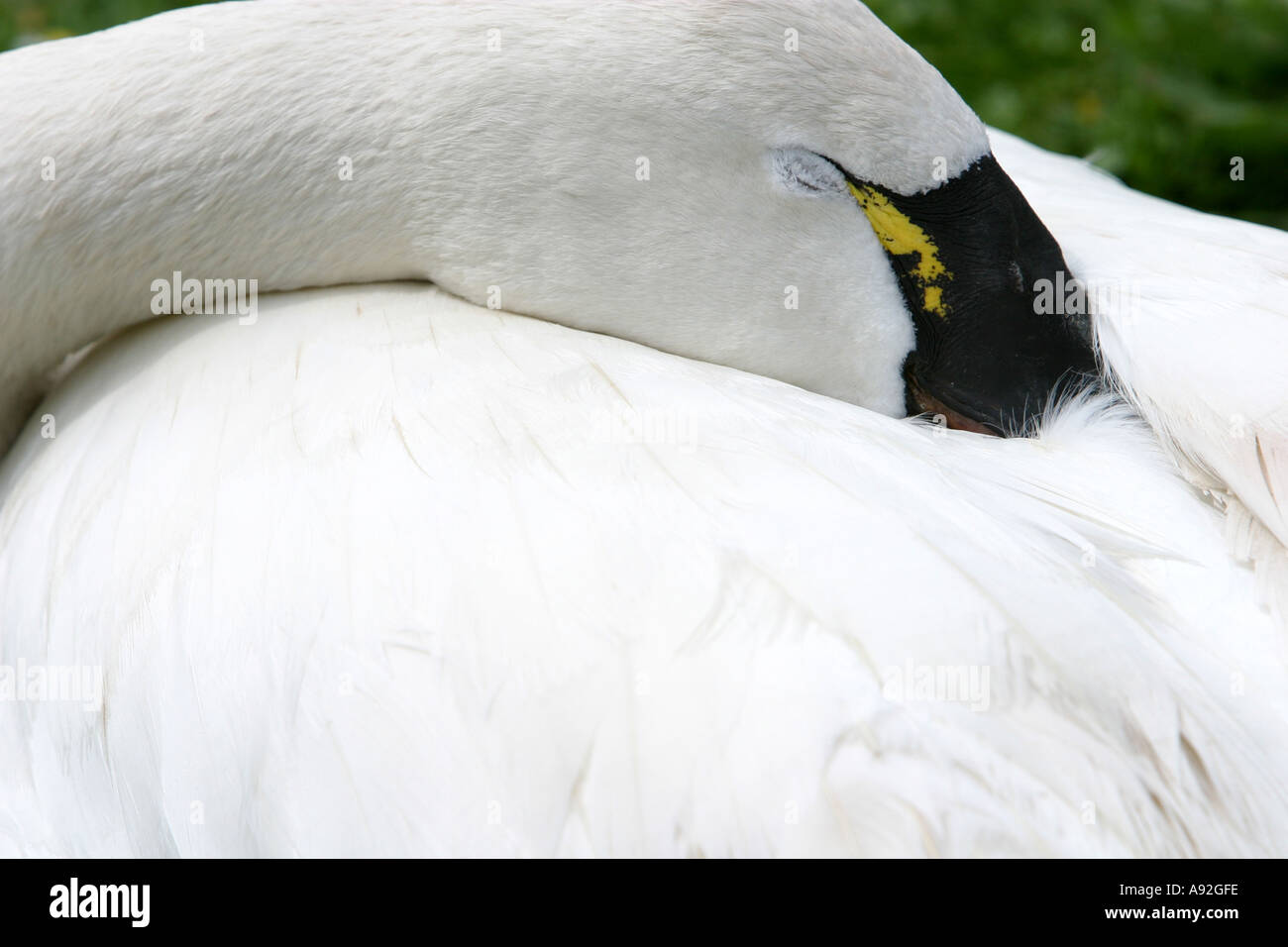 Resting whistling swan with head tucked under wing Stock Photo - Alamy