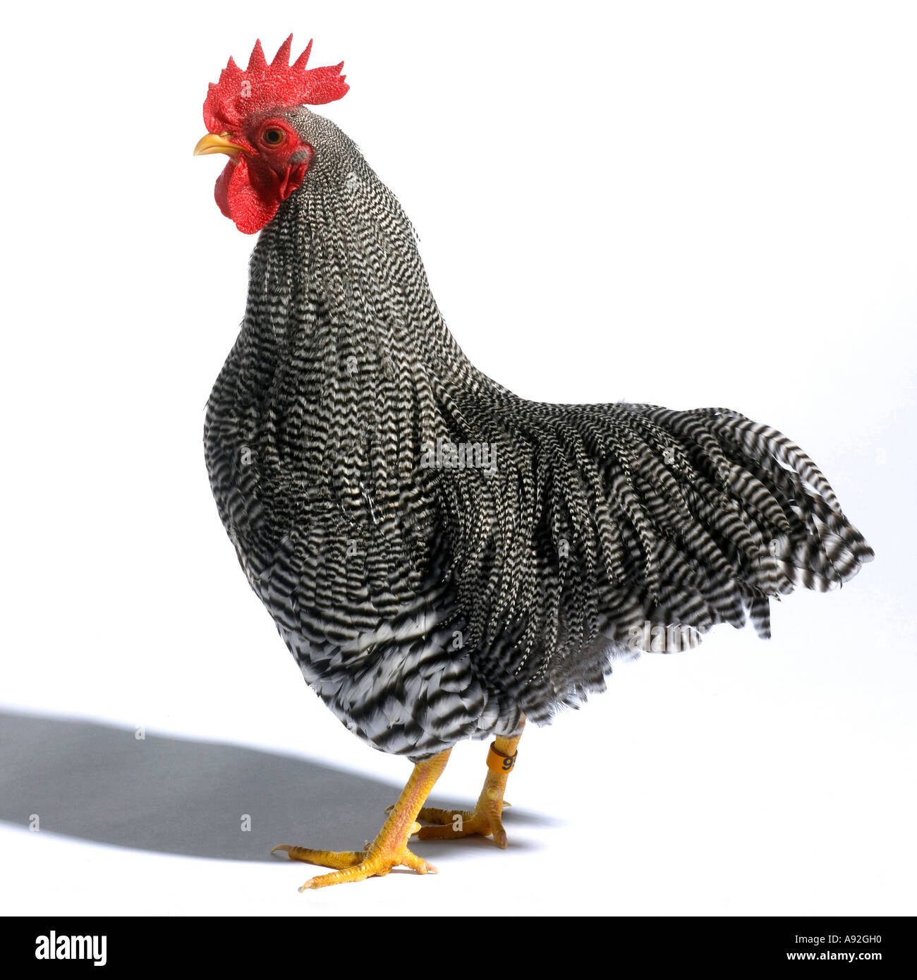 Plymouth rock rooster hi-res stock photography and images - Alamy