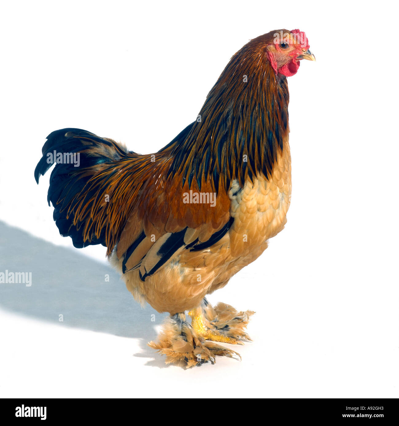 Buff brahma Cut Out Stock Images & Pictures - Alamy