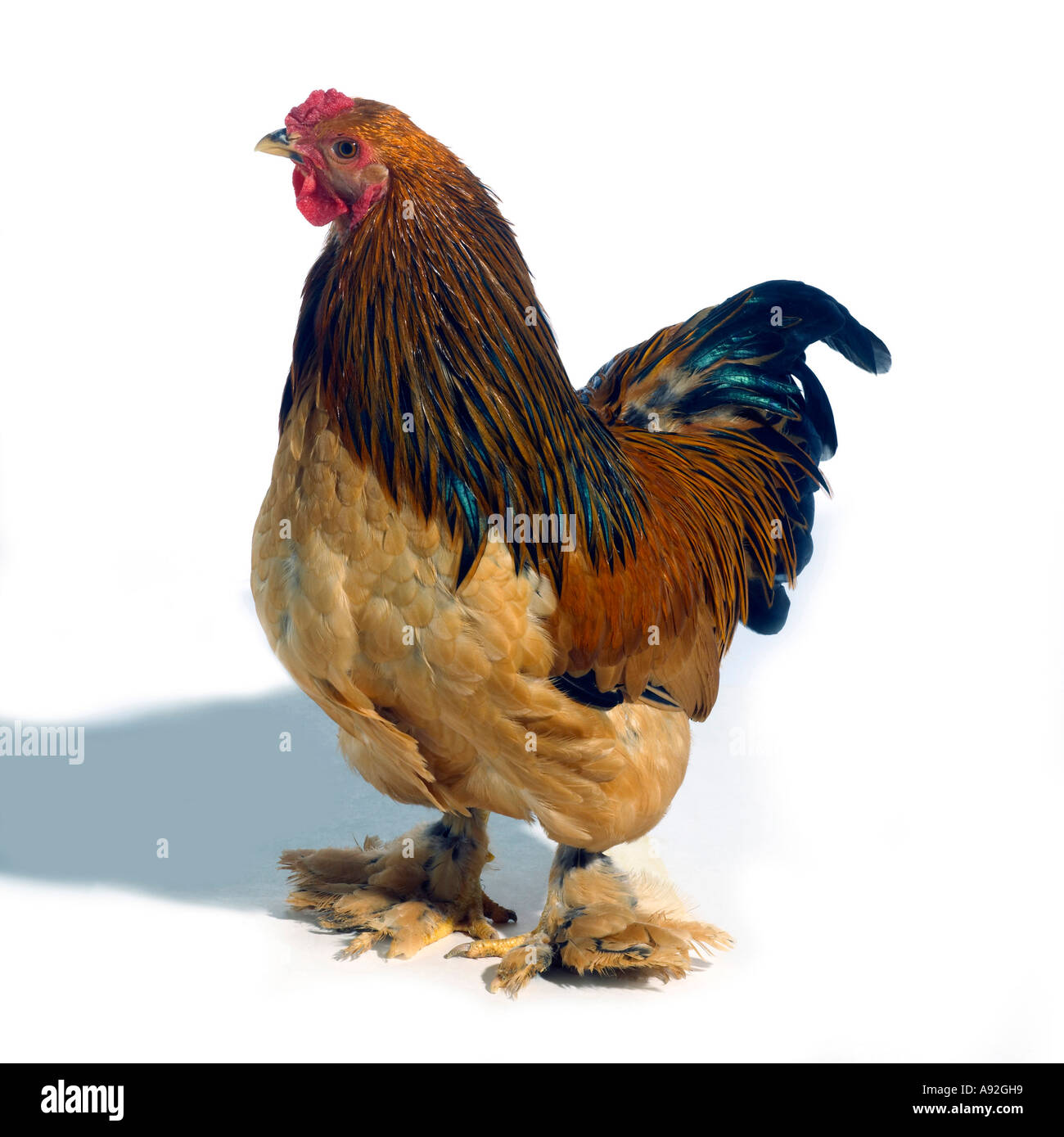 Buff and white Cut Out Stock Images & Pictures - Alamy