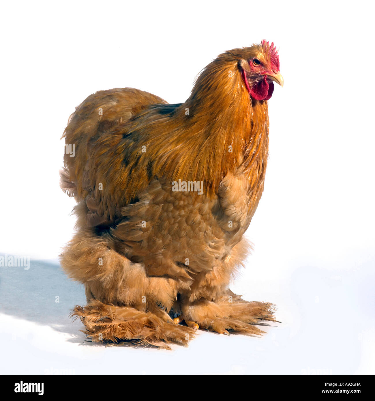 Buff cochin hi-res stock photography and images - Alamy