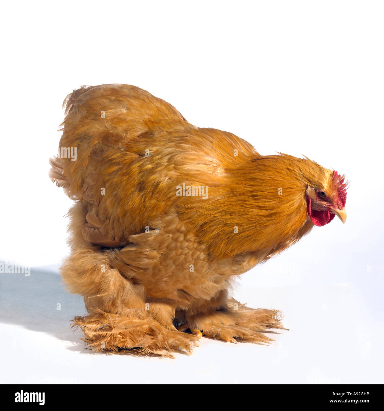 Buff Cochin Chicken High Resolution Stock Photography and Images - Alamy
