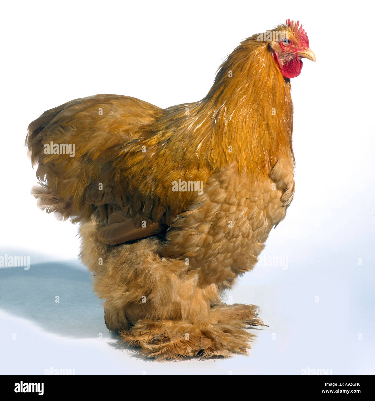 Buff cochin chicken hi-res stock photography and images - Alamy