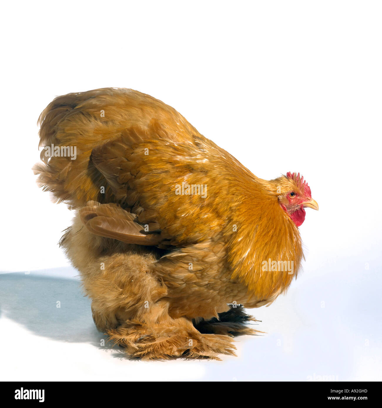 Buff cochin hi-res stock photography and images - Alamy