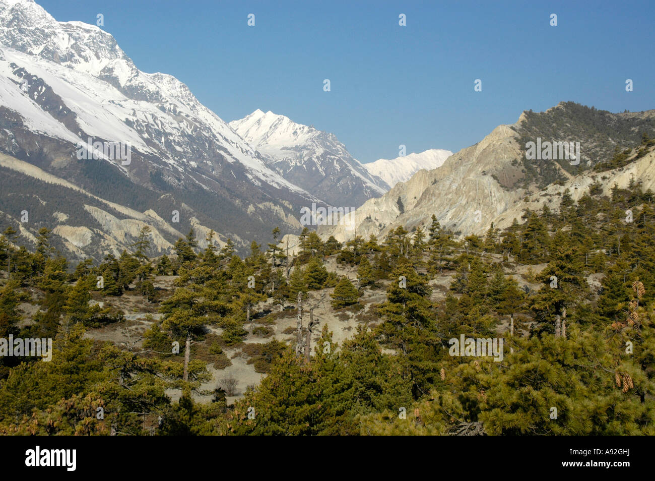 Forest in the Manang valley Annapurna Region Nepal Stock Photo - Alamy
