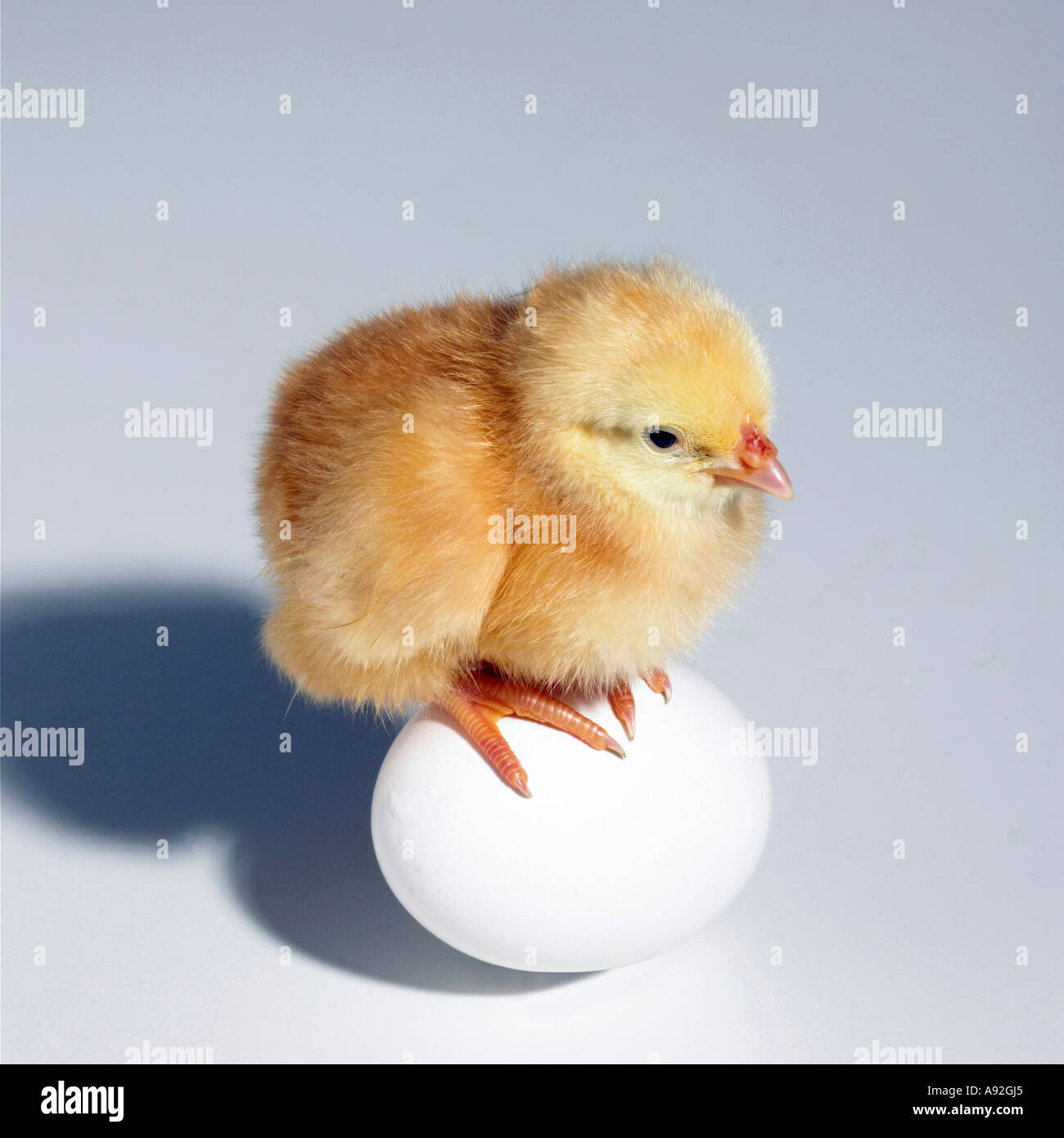 Bird sitting on egg hi-res stock photography and images - Alamy