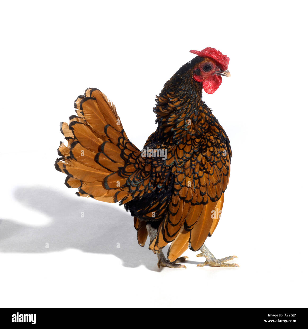 Golden Seabright Bantam Stock Photo - Alamy