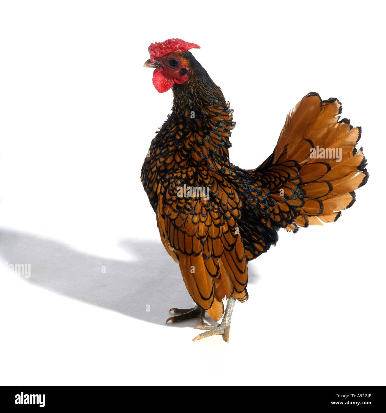 Golden Seabright Bantam Stock Photo - Alamy