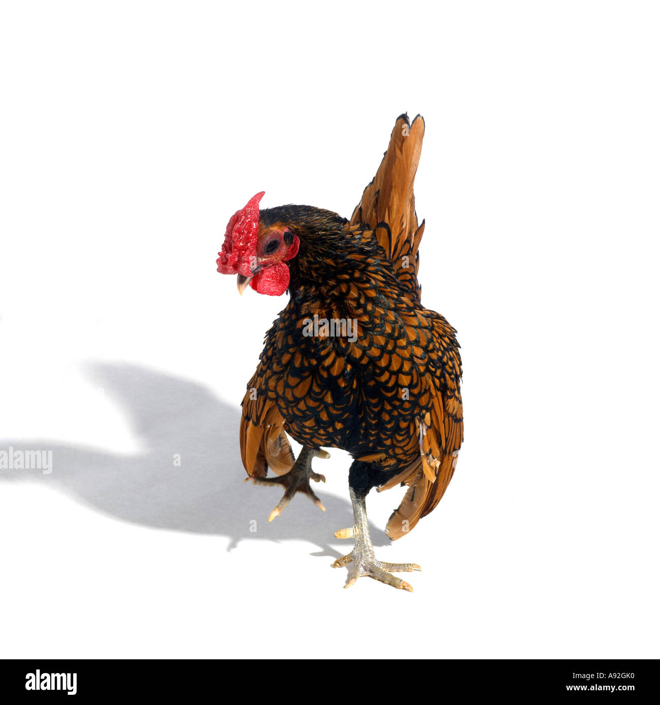 Golden seabright bantam hi-res stock photography and images - Alamy
